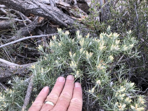 Tetradymia filifolia - PictureThis