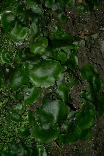 Monoclea forsteri - PictureThis