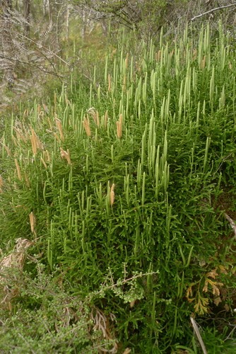 Creeping club moss (Diphasium scariosum) Flower, Leaf, Care, Uses ...