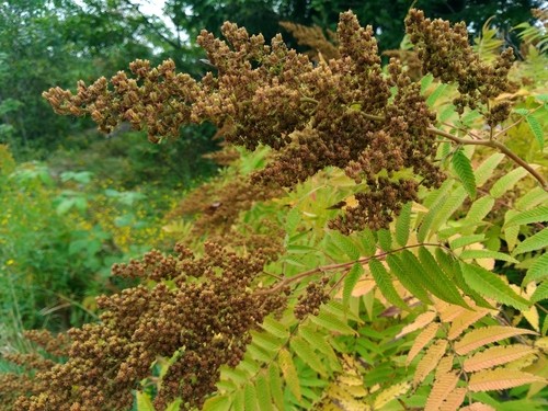 How to Plant and Grow False spiraea(Sorbaria sorbifolia)