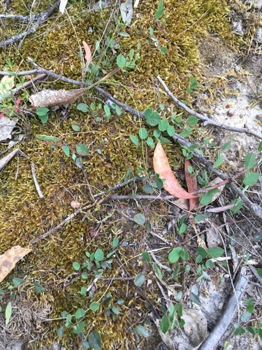 creeping bossiaea (Bossiaea prostrata) Flower, Leaf, Care, Uses ...