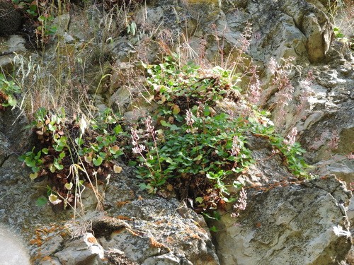 Pink alumroot (Heuchera rubescens) Flower, Leaf, Care, Uses - PictureThis