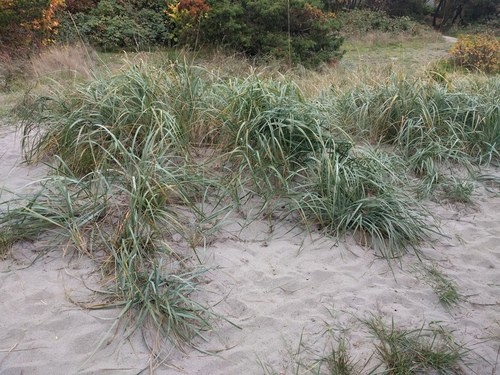 American Dune Grass Care (Watering, Fertilize, Pruning, Propagation ...