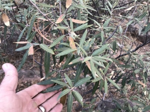 How to Plant and Grow Silverleaf oak(Quercus hypoleucoides)