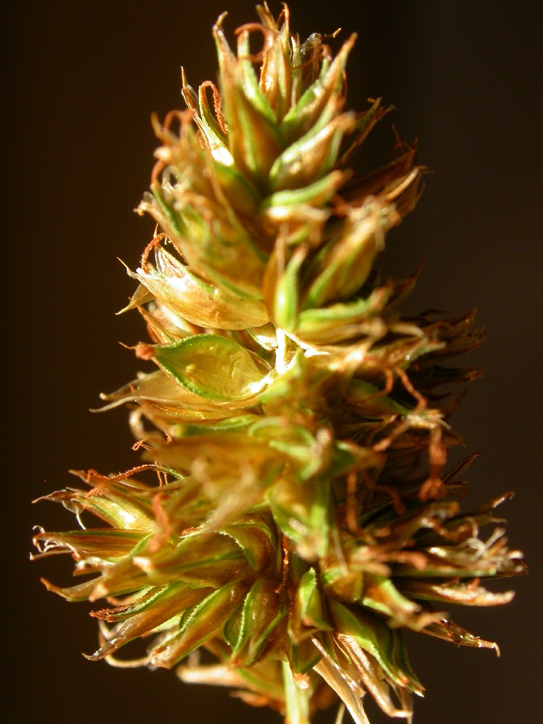 Carex hoodii - PictureThis