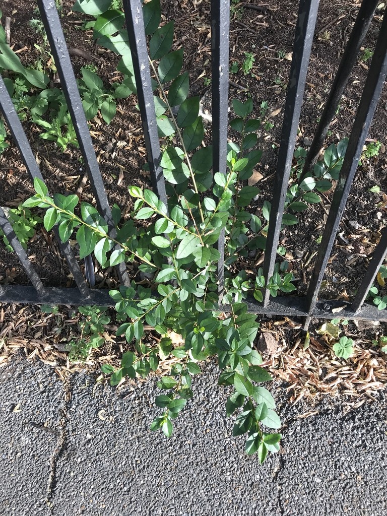 California privet (Ligustrum ovalifolium) Flower, Leaf, Care, Uses ...