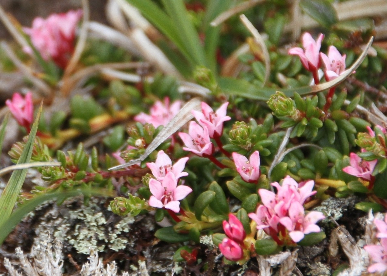 Arctic Azaleas In Tundra