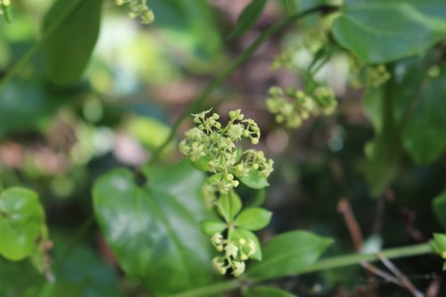 Wild madder (Rubia peregrina) Flower, Leaf, Care, Uses - PictureThis