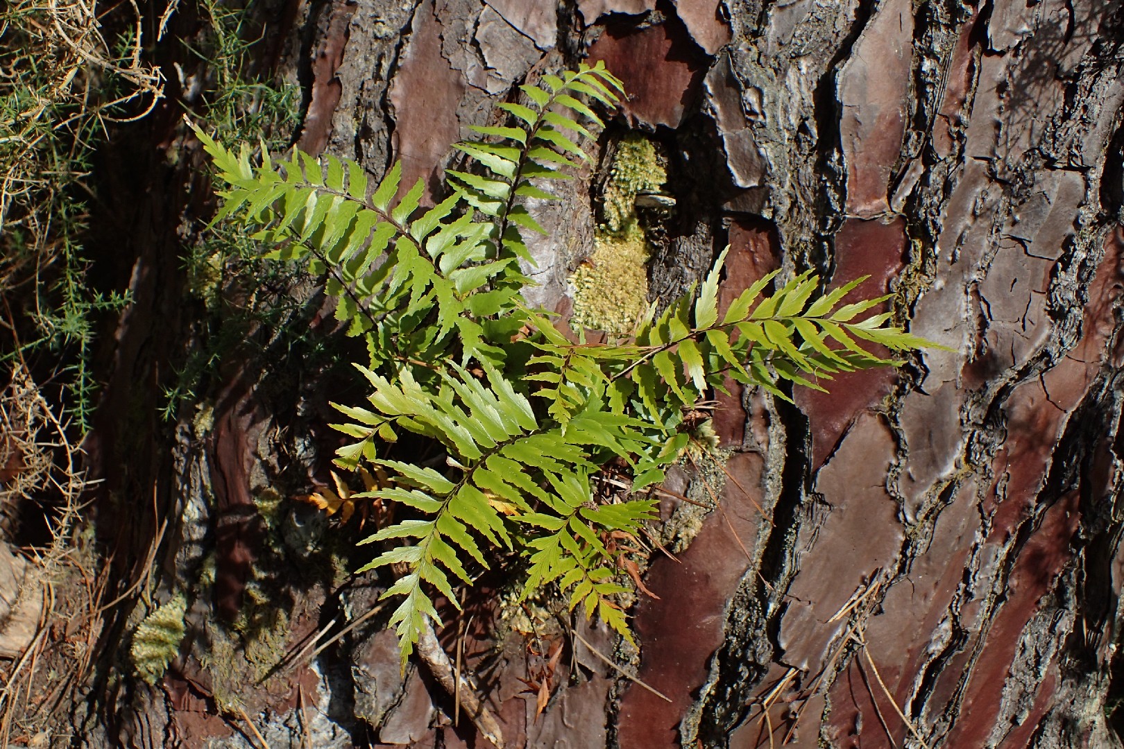 Asplenium polyodon - PictureThis