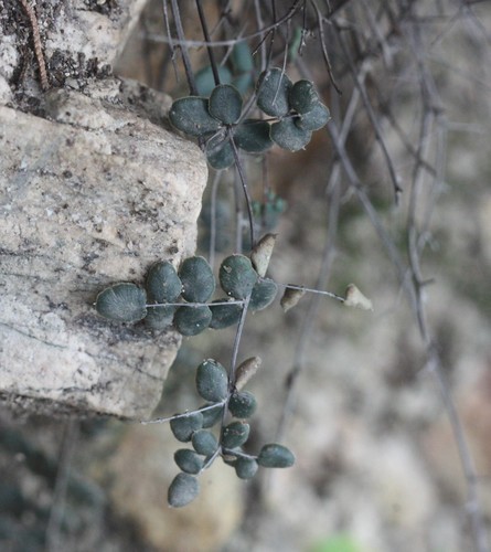 Pellaea truncata Cuidados (Plantando, Fertilizantes, Enfermedades ...