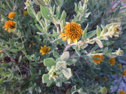 Sea oxeye (Borrichia frutescens) Flower, Leaf, Care, Uses - PictureThis