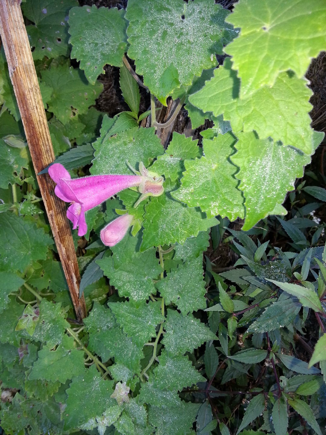 Asarina (Lophospermum erubescens) - PictureThis