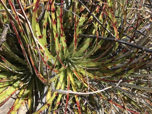 Texas false agave (Hechtia texensis) Flower, Leaf, Care, Uses - PictureThis
