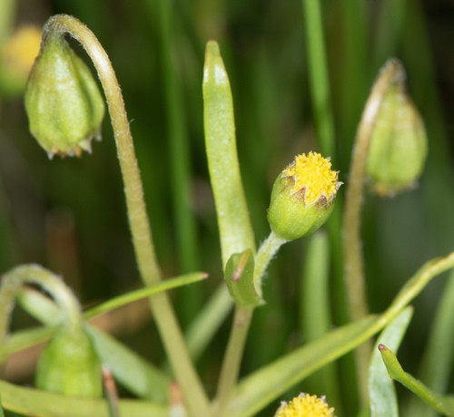 Lasthenia glaberrima - PictureThis
