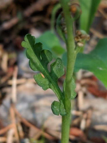 Botrychium simplex - PictureThis