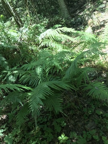 Christella puberula - PictureThis