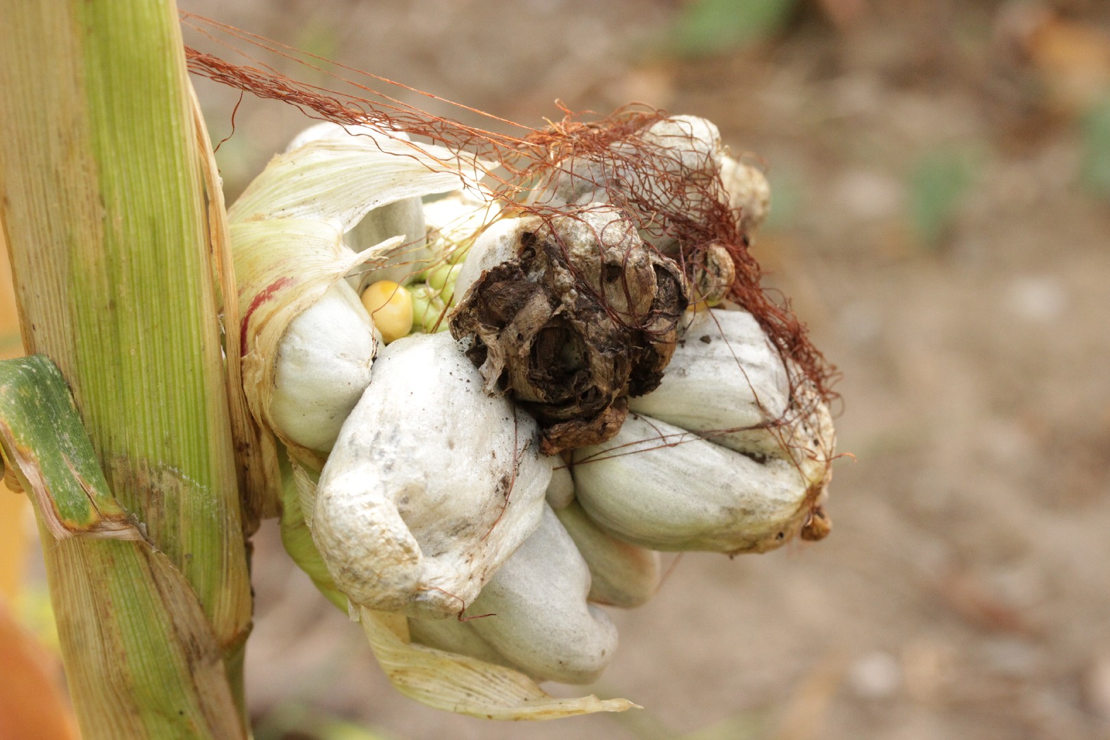 Hongo del maíz (Ustilago maydis) - PictureThis
