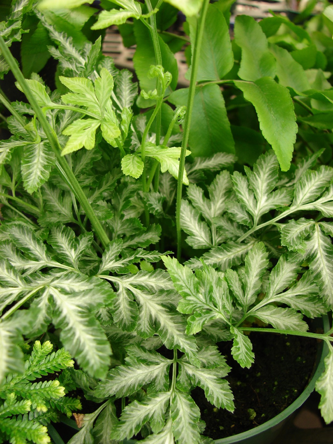 Птерис мечевидный (Pteris ensiformis) - PictureThis