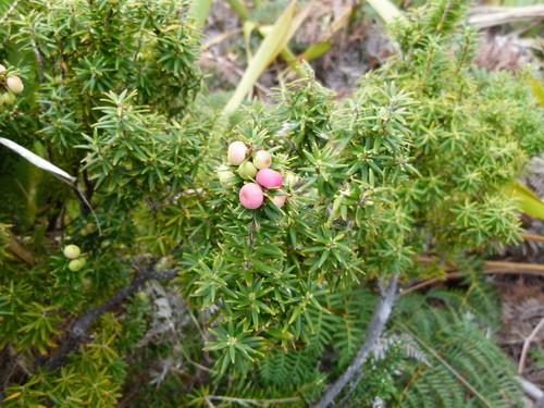 Leptecophylla Flower, Leaf, Care, Uses - PictureThis