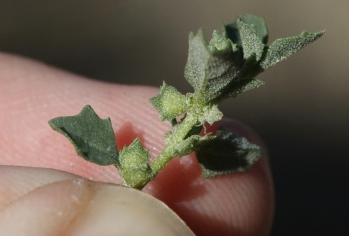 PictureThis - (Atriplex) Atriplex