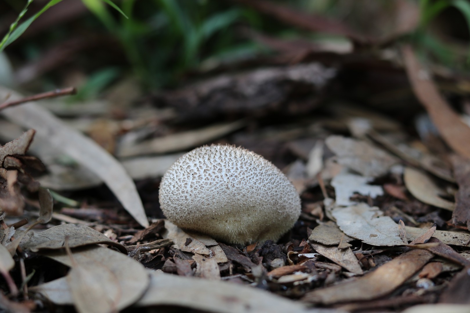 Lycoperdon Care (Watering, Fertilize, Pruning, Propagation) - PictureThis