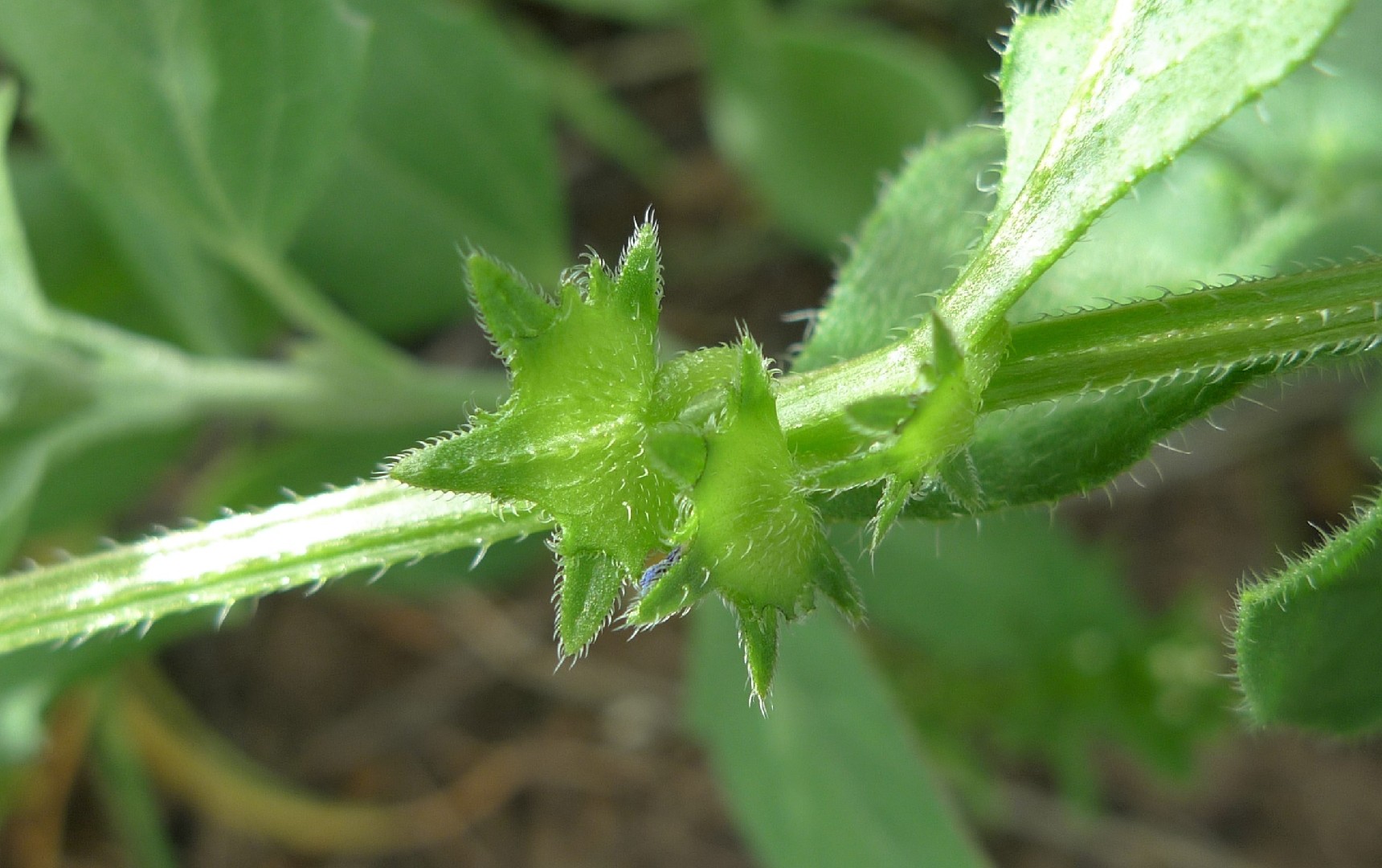 Asperugo procumbens - PictureThis