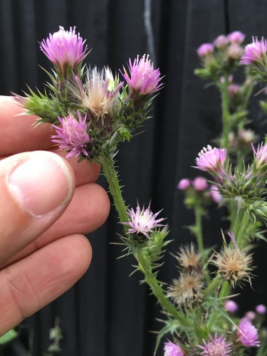 Cardo (Carduus tenuiflorus) - PictureThis