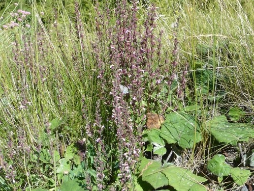 Creeping Germander Teucrium Chamaedrys Pro Status