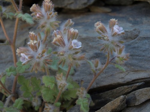 Phacelia cryptantha - PictureThis