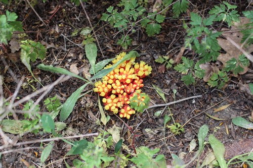 Cytinus Flower, Leaf, Care, Uses - PictureThis