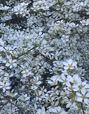 Zungen-steinbrech (Saxifraga callosa) - PictureThis
