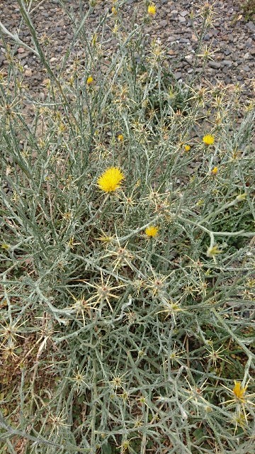 Yellow star-thistle (Centaurea solstitialis) Flower, Leaf, Care, Uses - PictureThis