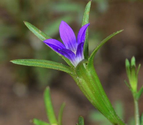 Githopsis specularioides - PictureThis