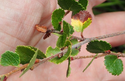 How to Plant and Grow Dwarf birch(Betula nana)