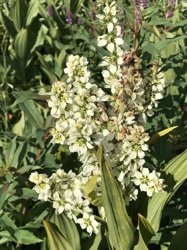 California false hellebore (Veratrum californicum) Flower, Leaf, Care ...