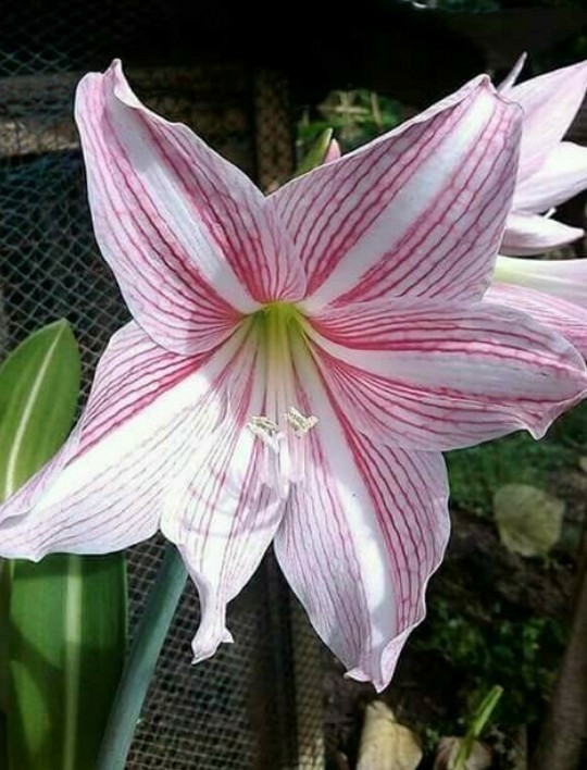 Hippeastrum reticulatum (Hippeastrum reticulatum) - PictureThis