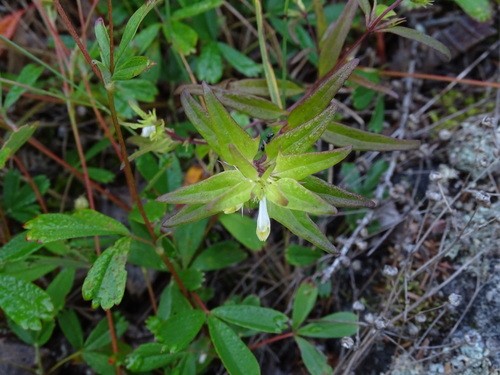 Melampyrum lineare - PictureThis