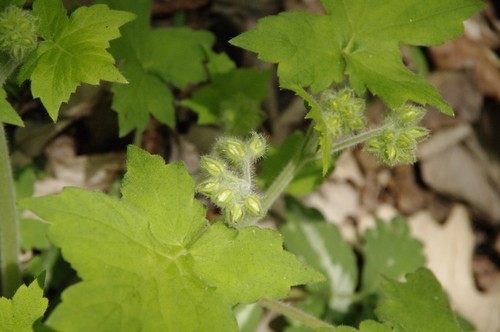 Great Waterleaf (Hydrophyllum appendiculatum) Flower, Leaf, Care, Uses ...