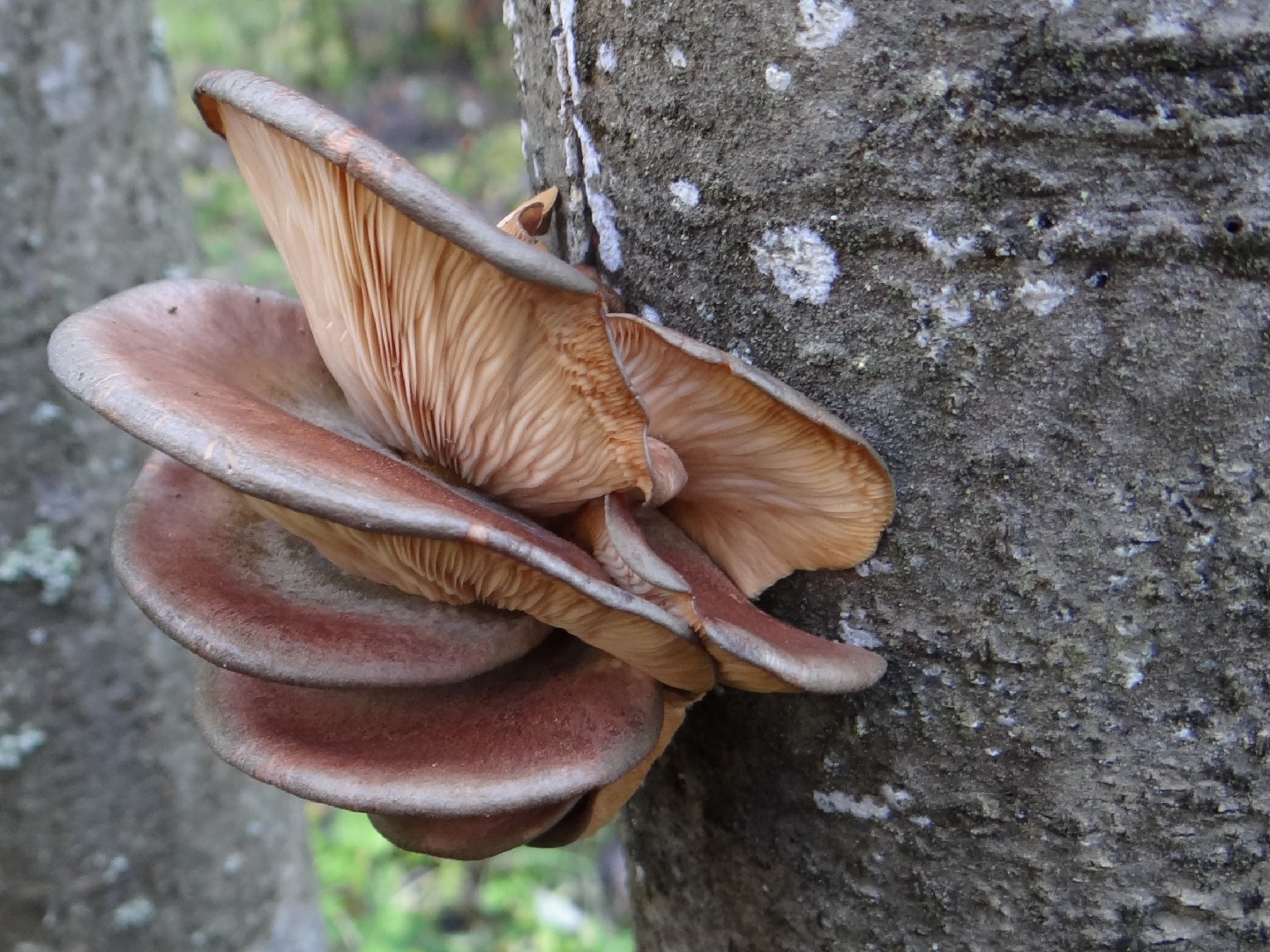 Panus conchatus (Panus conchatus) คู่มือการดูแล - PictureThis