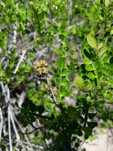 Correosa (Zanthoxylum fagara) - PictureThis