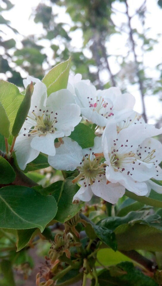 Crataegus aestivalis - PictureThis