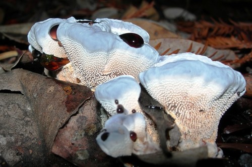 Hydnellum caeruleum - PictureThis