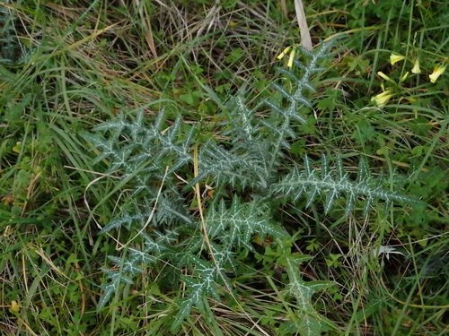 Boar thistle (Galactites tomentosa) Flower, Leaf, Care, Uses - PictureThis
