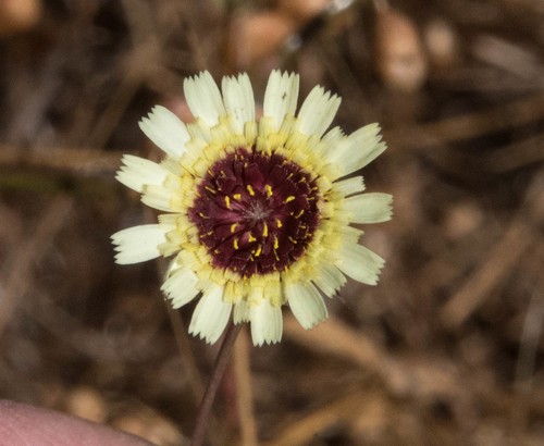 How to Plant and Grow Yellow Hawkweed(Tolpis barbata)