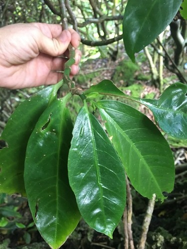 Procris - PictureThis