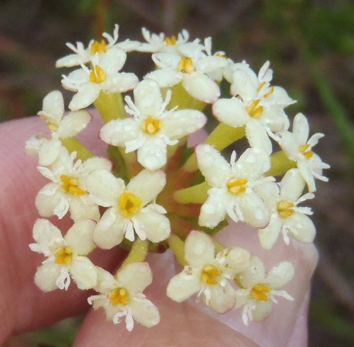 Gnidia squarrosa Flower, Leaf, Care, Uses - PictureThis
