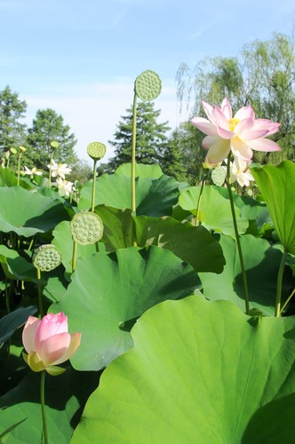 How to Plant and Grow Indian Lotus(Nelumbo nucifera)
