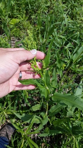 Rumex altissimus - PictureThis
