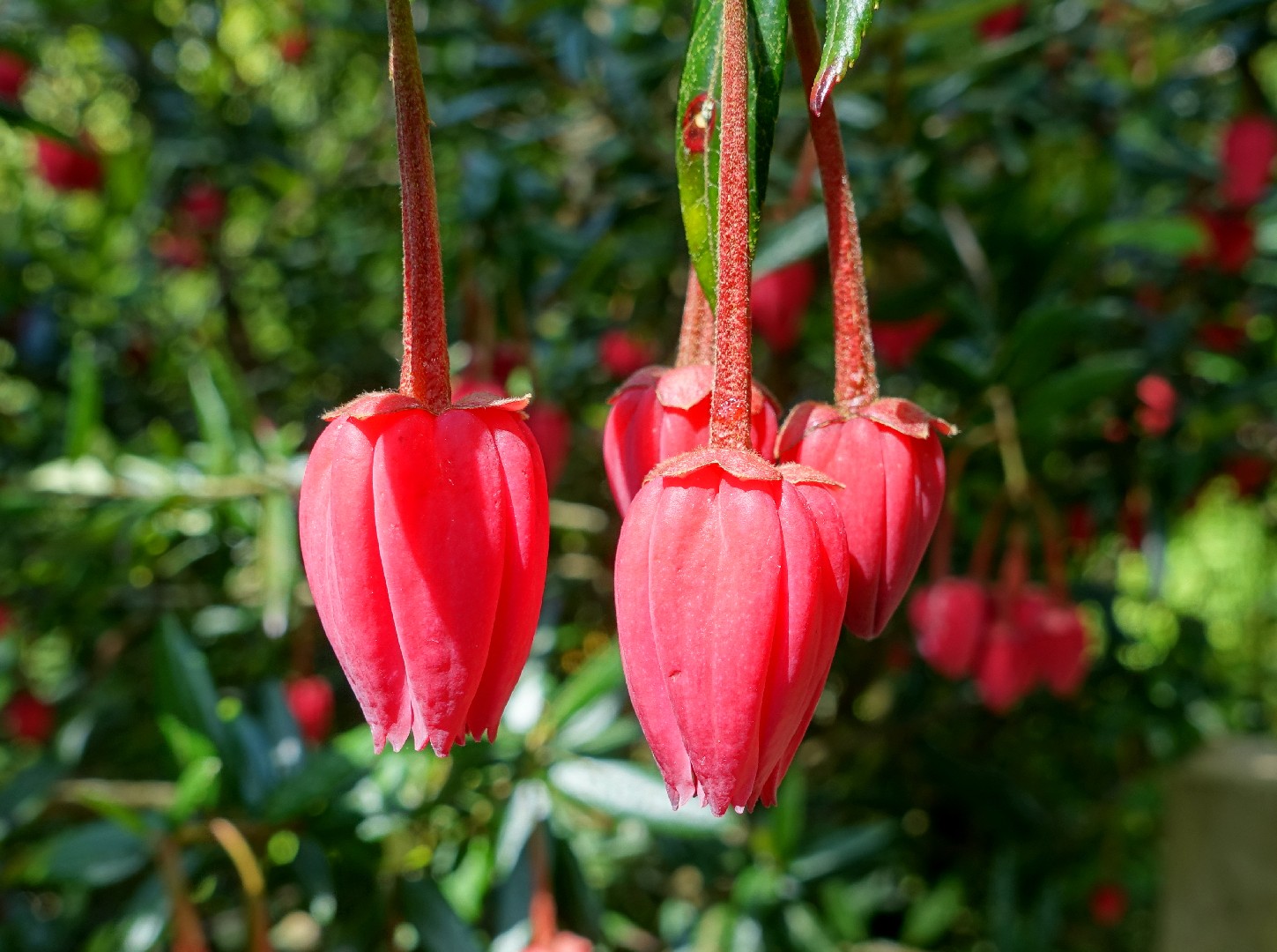 How to Plant and Grow Chilean lantern tree(Crinodendron hookerianum)