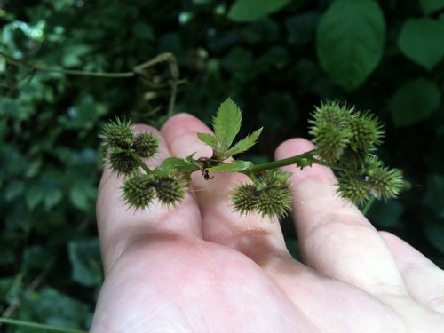 Canadian black snakeroot (Sanicula canadensis) Flower, Leaf, Care, Uses ...